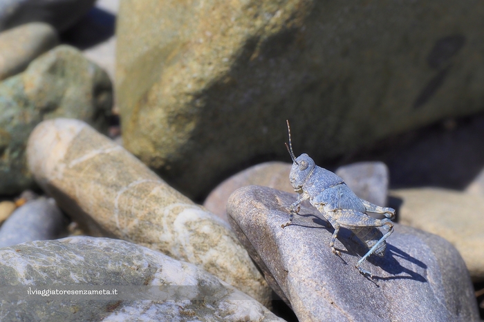 La società degli insetti e la religione dei giganti - The insect ...